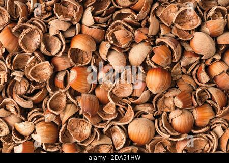 empty hazelnut shells Stock Photo - Alamy
