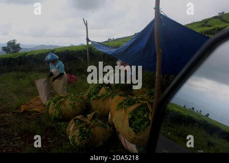 Pagaralam, Indonesia. 09th Nov, 2020. A woman works as a tea picker at ...