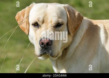 Close portrait cinnamon and white labrador retriever Stock Photo - Alamy