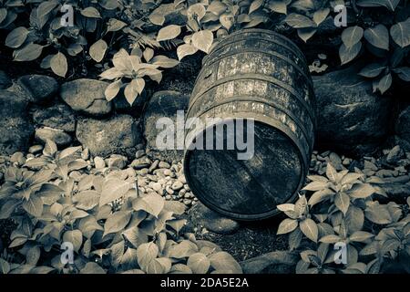 Dry Oak Leaves and Rocks in the Background Stock Photo - Alamy