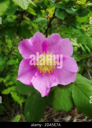 A pink wild rose "Rosa acicularis", the flower symbol of Alberta ...