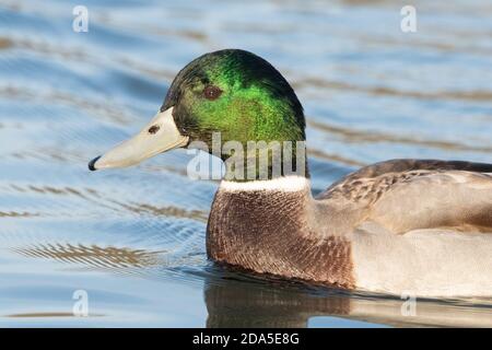Manky mallard hybrid male duck in close up on water Stock Photo - Alamy