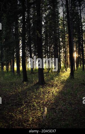 The sunlight peeking through some trees Stock Photo - Alamy