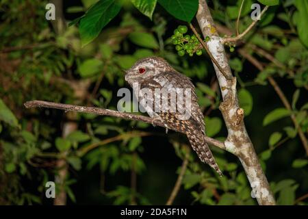 Papuan Frogmouth Podargus papuensis Daintree, Queensland, Australia 3 ...