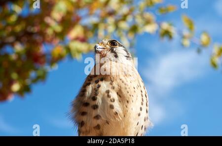 Low angle shot of a fluffy American kestrel bird perched on a branch ...