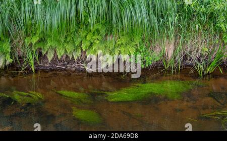 riparian vegetation scenery including some water plants Stock Photo - Alamy