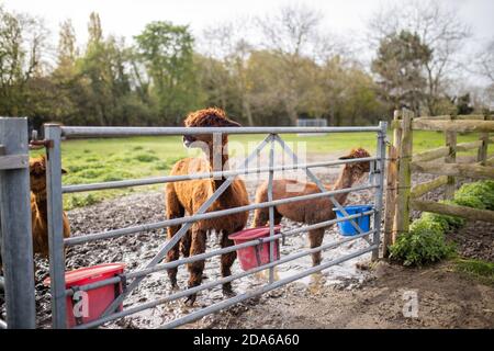 Brown alpacas standing on the muddy ground behind a metal and wood ...
