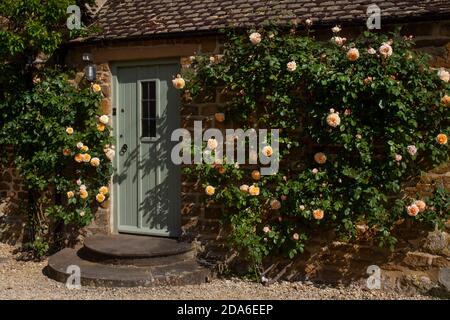 Climbing Rose around doorway in English Garden,England,Europe Stock ...
