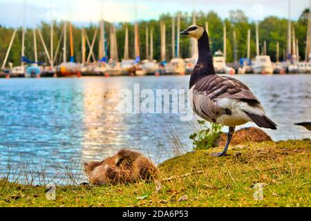 Mother with little baby sleeping on bed Stock Photo - Alamy