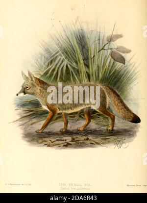 The Bengal fox, also known as the Indian fox, is a fox endemic to the ...