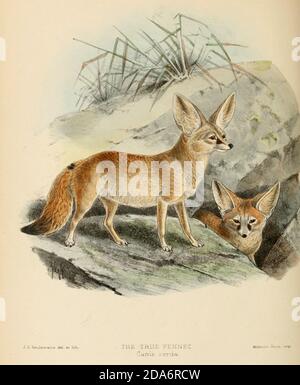 Fennec fox, Vulpes zerda, a small crepuscular fox native to the Sahara ...