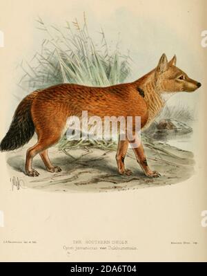 The dhole (Cuon alpinus) is a canid native to Central, South and ...