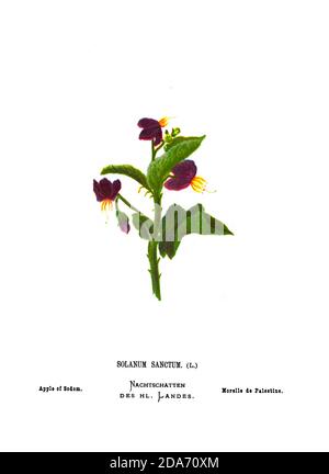 thorn apple with white flower in morning sun Stock Photo - Alamy