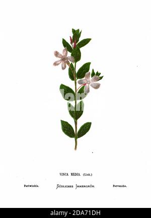 Illustration Vinca minor0 Stock Photo - Alamy