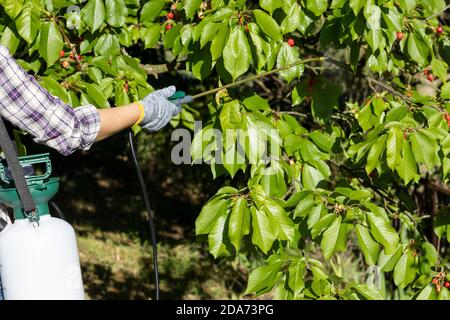Spraying fruit tree with homemade organic pesticide or insecticide ...