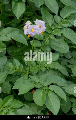 potato as a root vegetable, a plant in the nightshade family potato ...