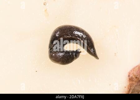 Budapest or keeled slug (Milax budapestensis) feeding damage gallery ...