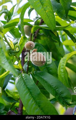 Almond tree twigs about to bloom, isolated on white background Stock ...