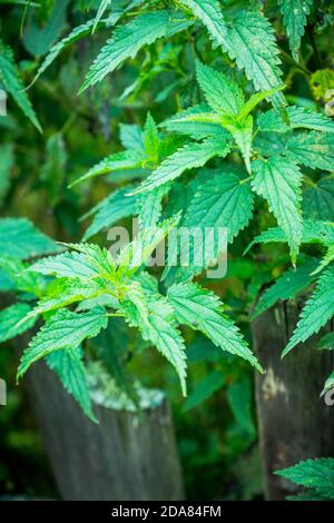Stinging nettle. A bunch of nettle in the forest Stock Photo - Alamy