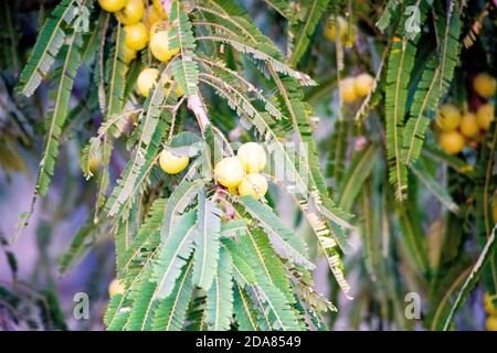 rack focus shot of wild amla trees with the wild super ghooseberry ripe ...