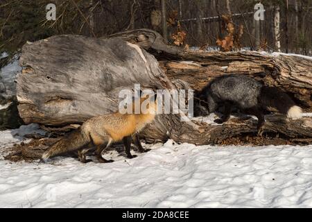 Red Fox (Vulpes vulpes) and Silver Fox Sniff In Snow Winter - captive ...