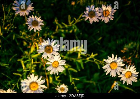 daisy covered with morning dew. Flower in thick morning fog Stock Photo ...