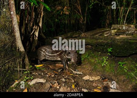 A Paca (Cuniculus paca) from the Atlantic Rainforest of SE Brazil Stock ...