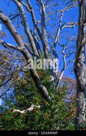 Holly bush and Garry Oak tree, Uplands Park, Oak Bay, British Columbia ...