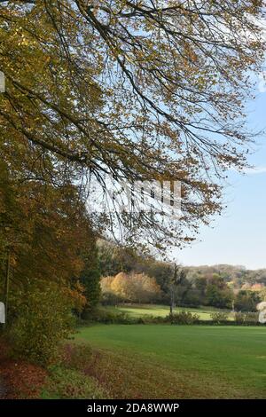 Spring leaves starting to appear in English forests Stock Photo - Alamy