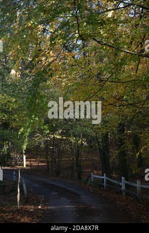 Spring leaves starting to appear in English forests Stock Photo - Alamy