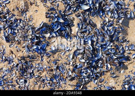 Purple mussels shells on the beach on the New Jersey shore Stock Photo ...