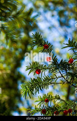 Yaw tree leaves at sunlight Stock Photo - Alamy