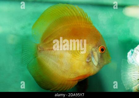 Yellow Marlboro Discus - (Symphysodon sp Stock Photo - Alamy