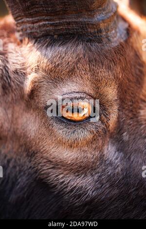 view of yellow goat's eye Stock Photo - Alamy