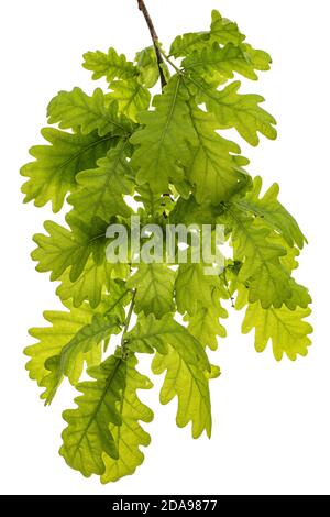 Young sprig of oak with leaves, isolated on white background Stock ...