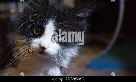 Muzzle of a black little kitten close up portrait Stock Photo - Alamy