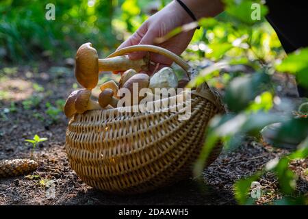 Hand holding Boltetus edulis next to full wicker basket of mushrooms in ...