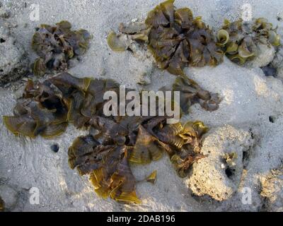 Mermaid's fan seaweed Stock Photo - Alamy