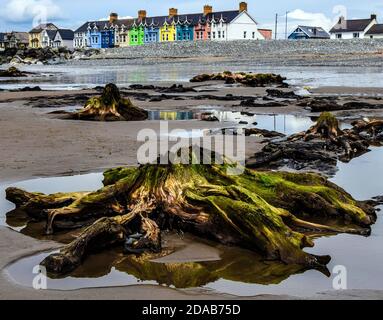Tree roots on the beach Stock Photo - Alamy