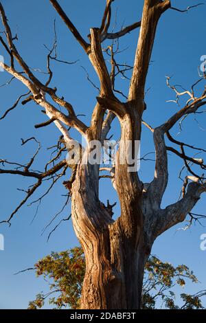 Dead branches of a tree. Old and completely dry tree against blue sky ...