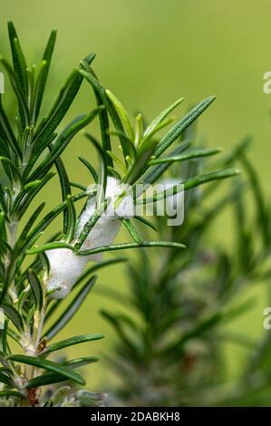 Cuckoo Spit on Rosemary Stock Photo - Alamy