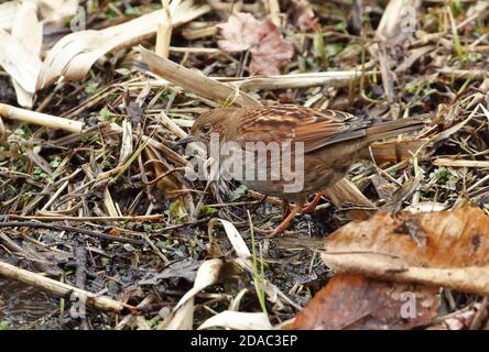 Japaqese Accentor (Prunella rubida) adult feeding on damp ground ...
