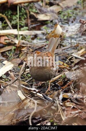 Japaqese Accentor (Prunella rubida) adult feeding on damp ground ...