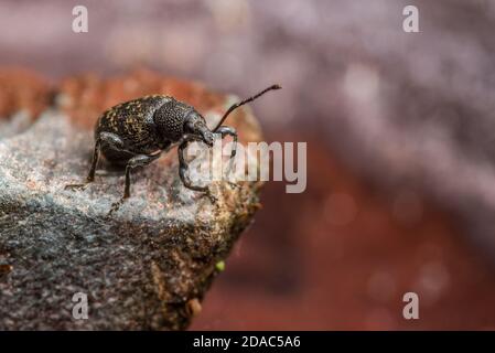 Weevil on coloured stones Stock Photo - Alamy