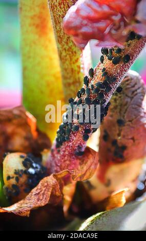 Colony of Aphids Infesting a Plant Stem Stock Photo - Alamy