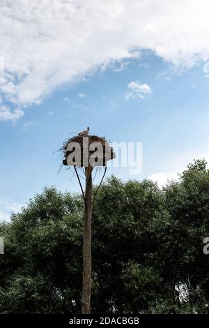 Couple of storks in their nest which was built on top of a palm tree ...