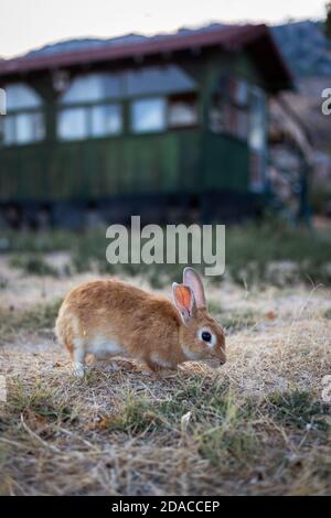 Ginger rabbit near the old house in the mountains Stock Photo - Alamy