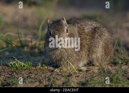 Desert cavi,Microcavia Australis, Peninsula Valdes, Unesco World ...