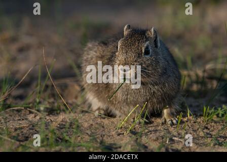 Desert cavi,Microcavia Australis, Peninsula Valdes, Unesco World ...