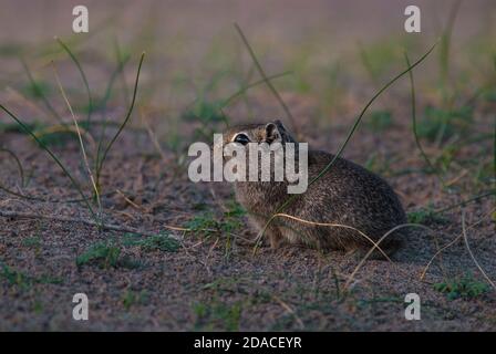 Desert cavi,Microcavia Australis, Peninsula Valdes, Unesco World ...